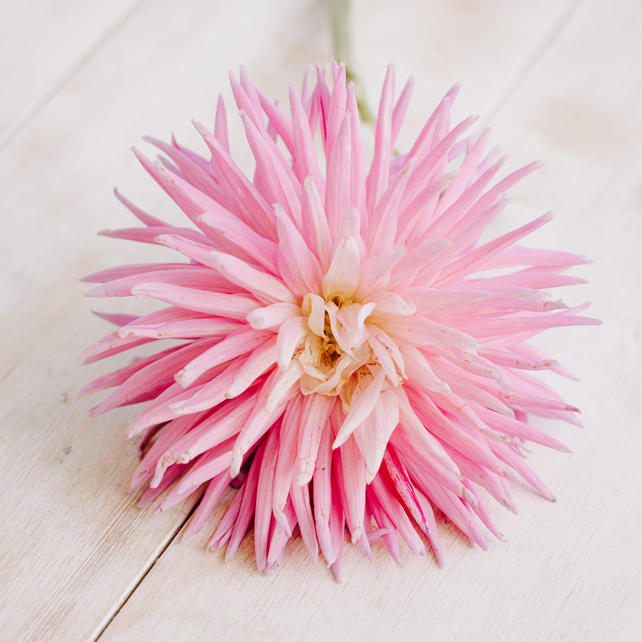 Sandia Barbie – Quirky Owl Dahlias